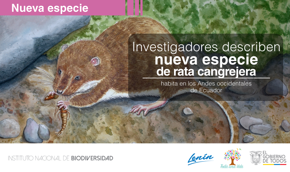 Investigadores de Ecuador y Argentina describen nueva especie de rata ...